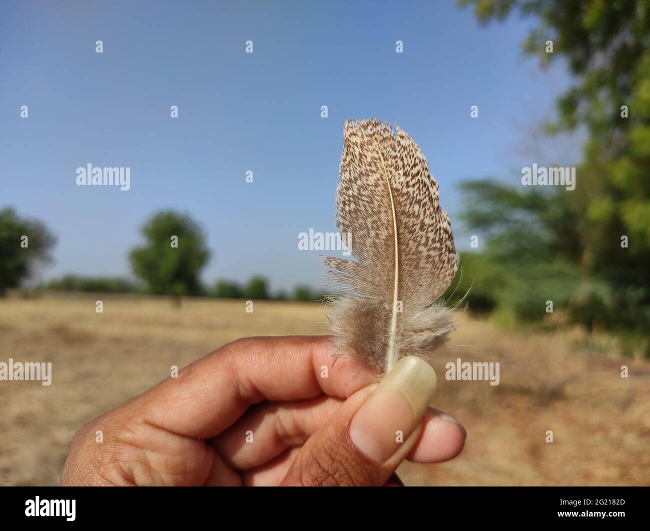 Hand holding an animal feather on a blurred background Stock Photo - Alamy