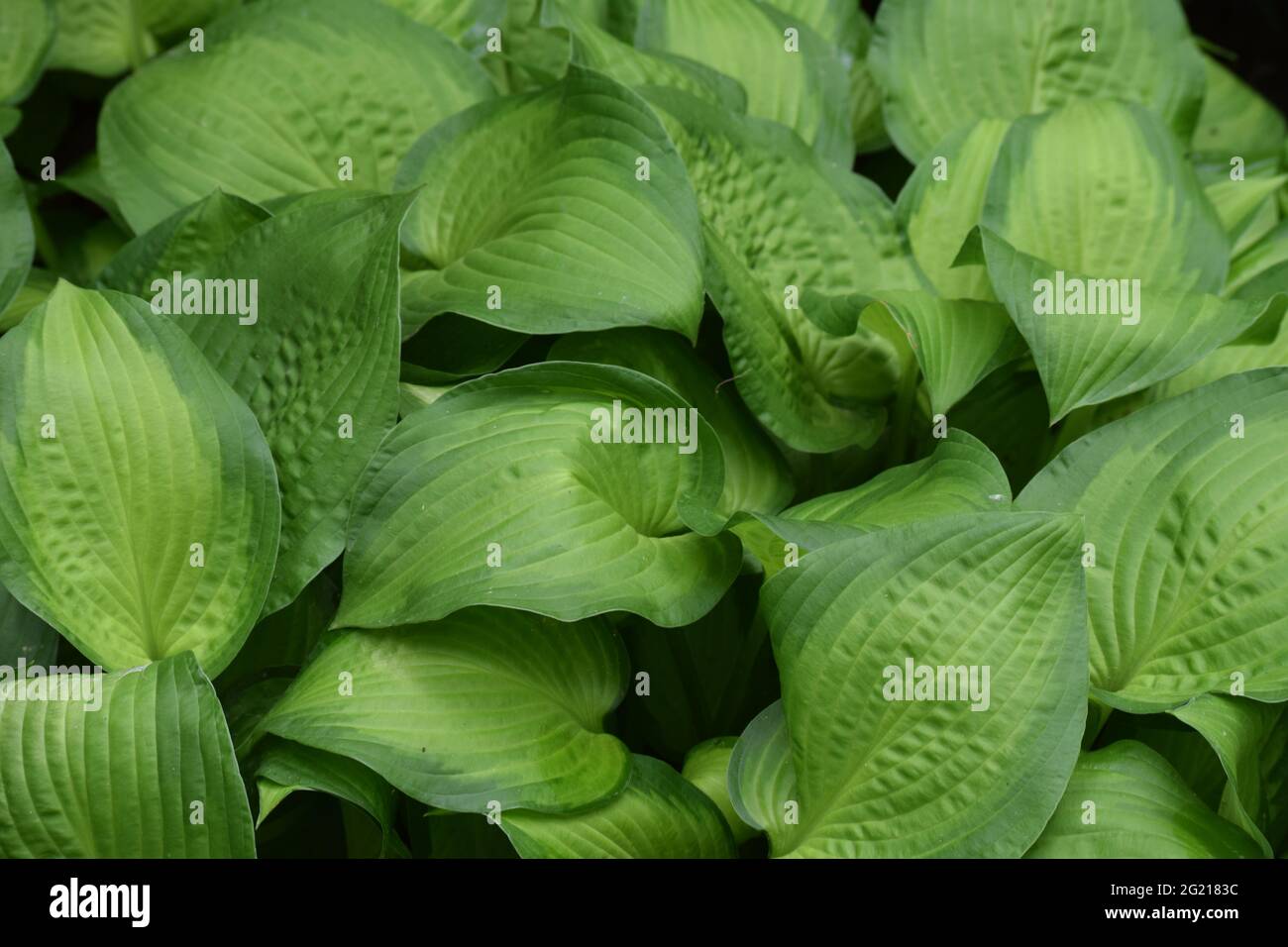 Green hosta plants hi-res stock photography and images - Alamy
