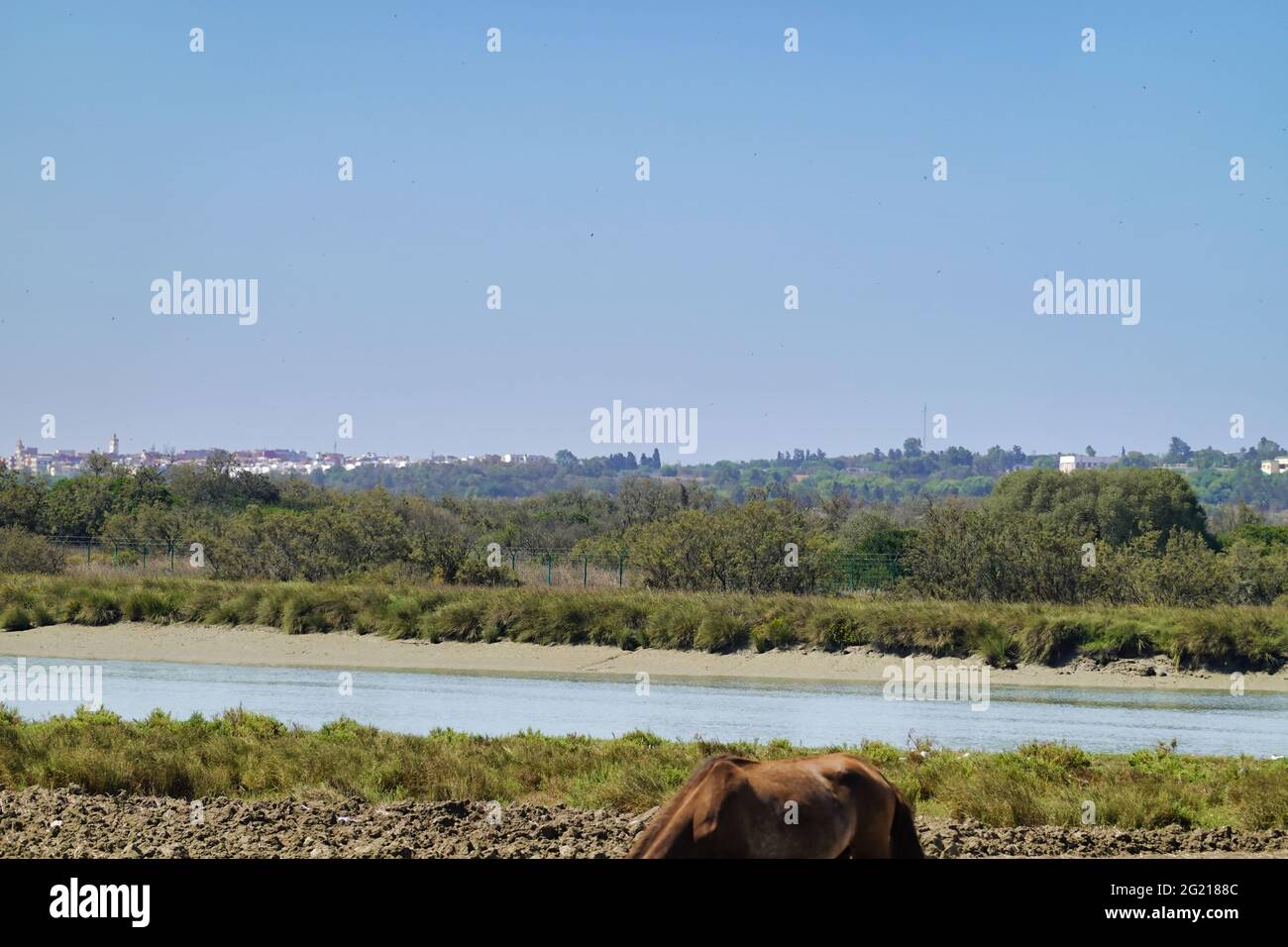 Trees growing along the river Stock Photo - Alamy