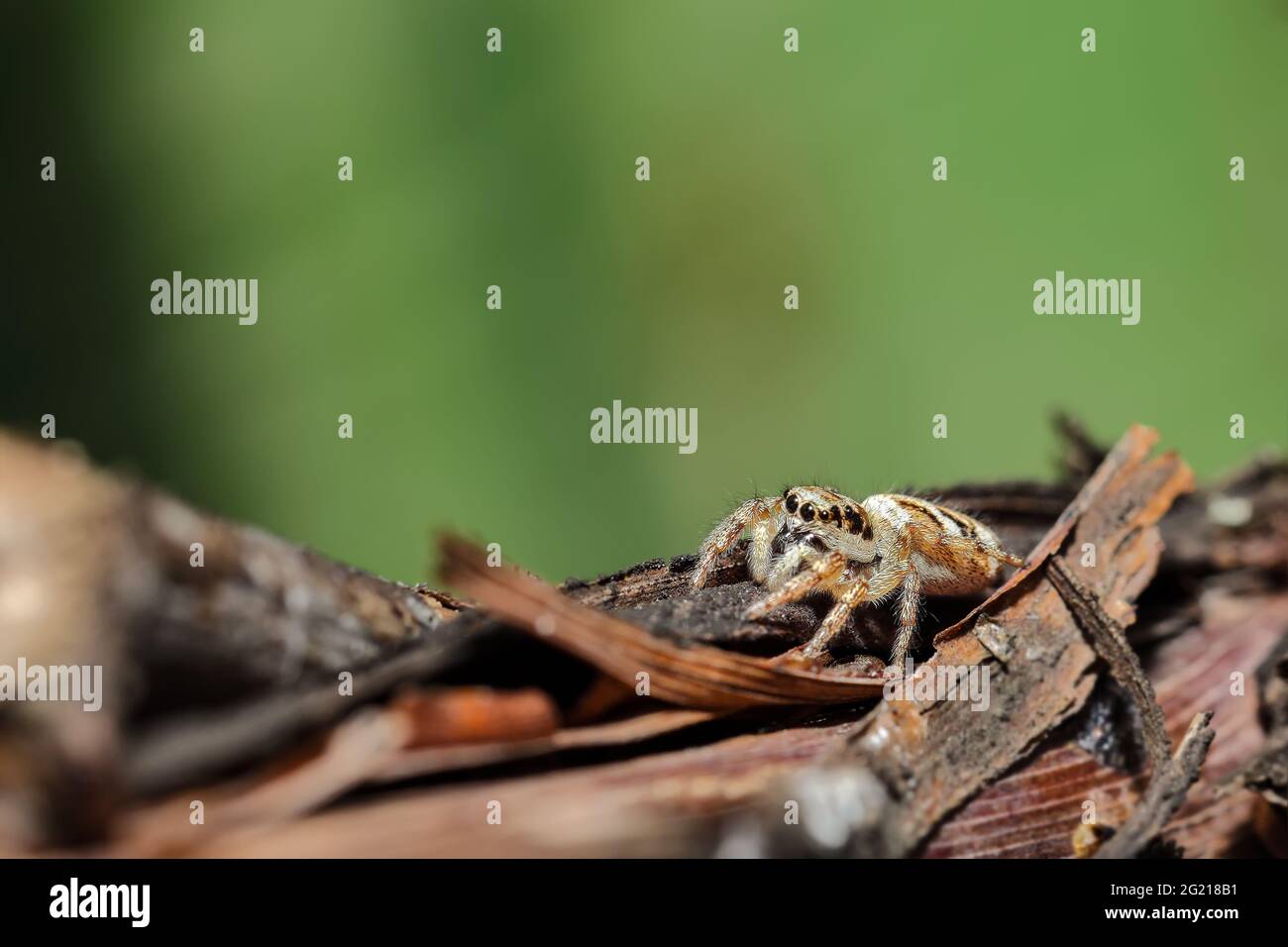 Spider on a branch. Extreme close up Stock Photo - Alamy