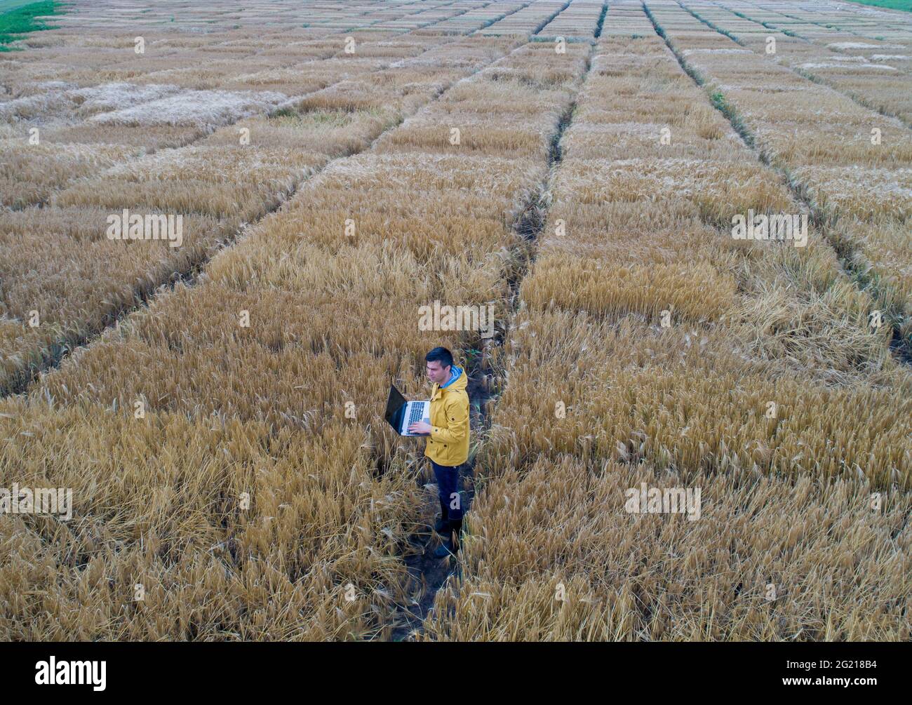 Picture taken by drone of farmer using modern technology in experiments ...