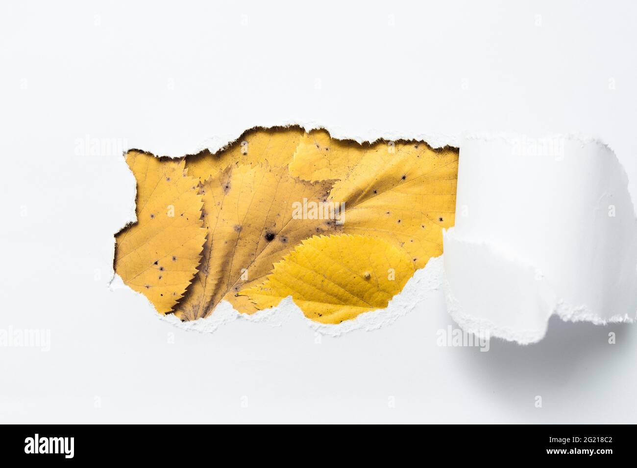 Abstract plain tear paper showing background conspectus flat sheet ...