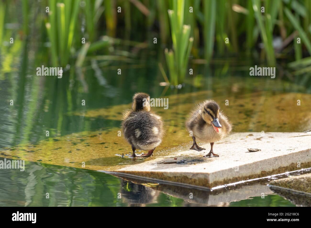 Two mallard ducklings (Anas platyrhynchos) on a concrete platform next ...