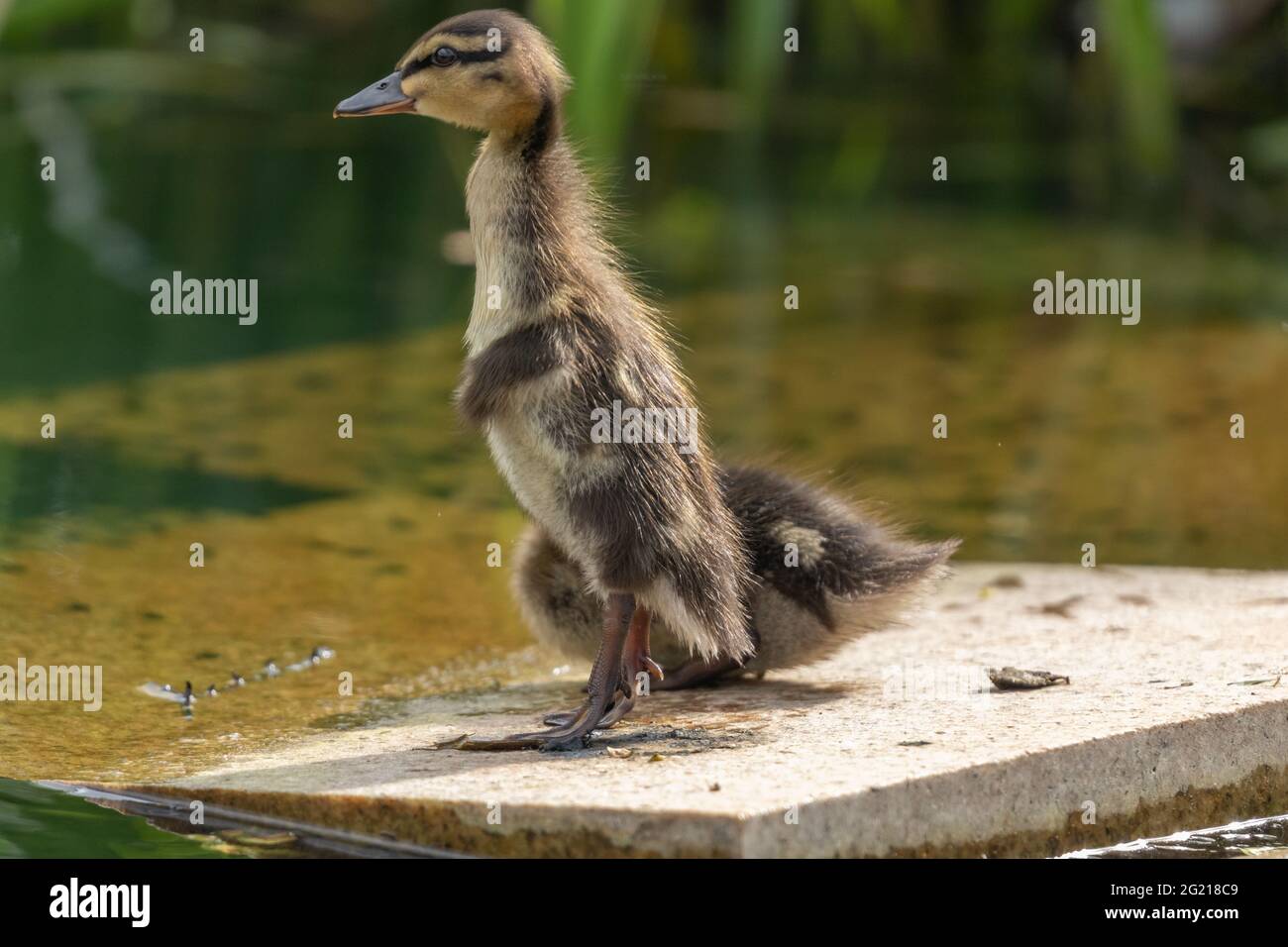 Duckling neck stretched hi-res stock photography and images - Alamy