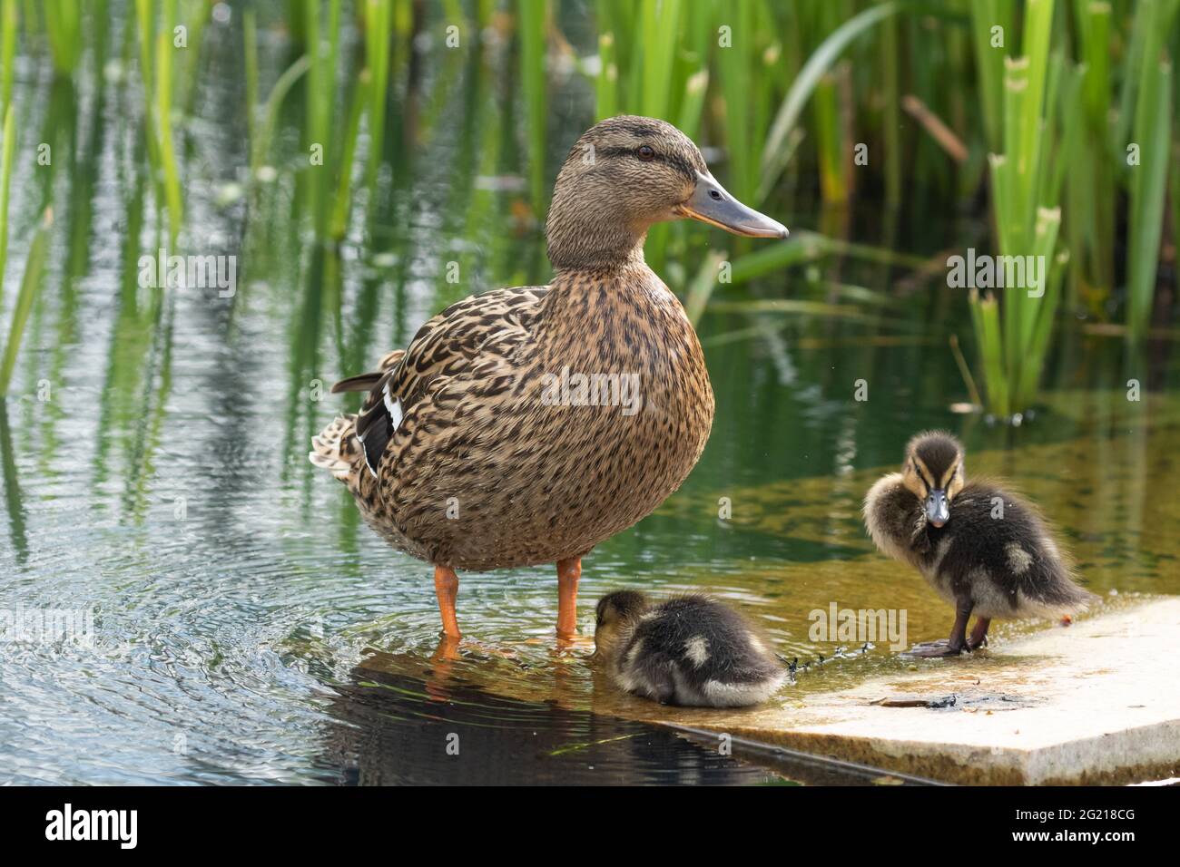 A female mallard duck with two ducklings. (Anas platyrhynchos Stock ...