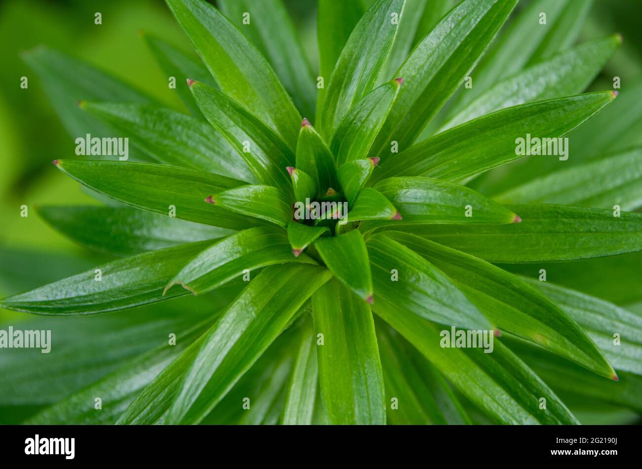 Detailed macro view lily flower hi-res stock photography and images - Alamy