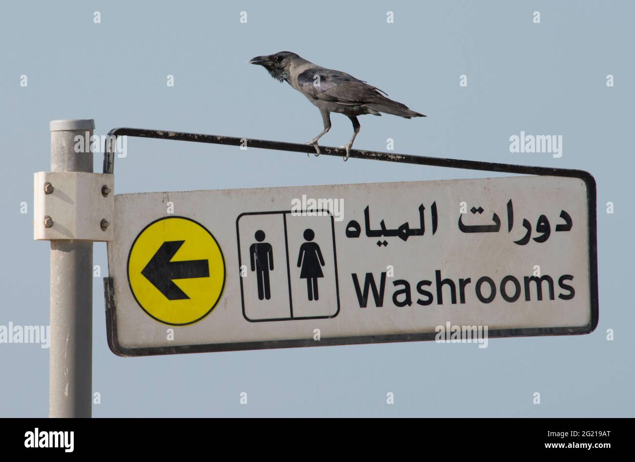 Bird on sign board hi-res stock photography and images - Alamy