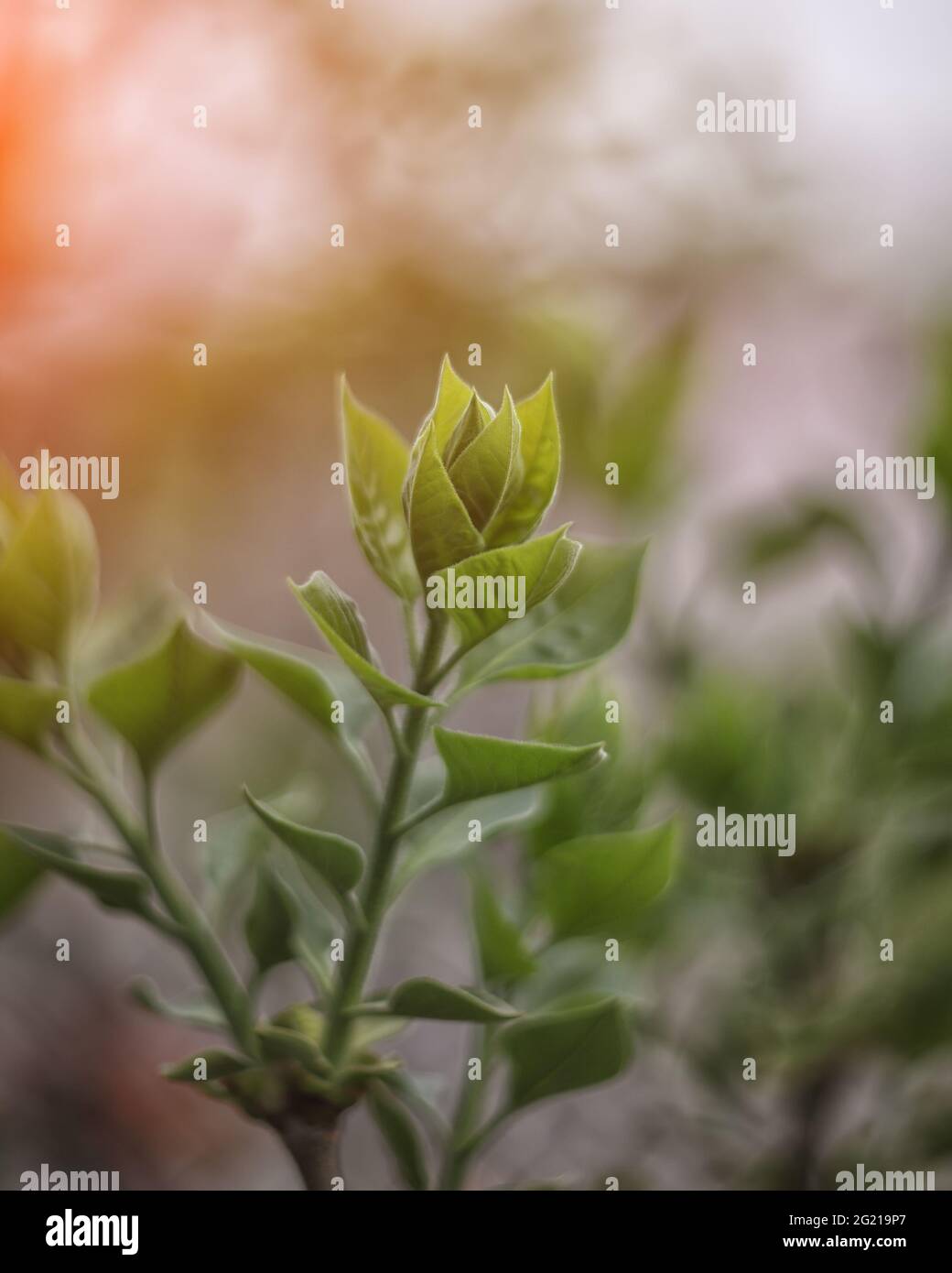 Background with green sprouts on lilac bush branches during spring ...