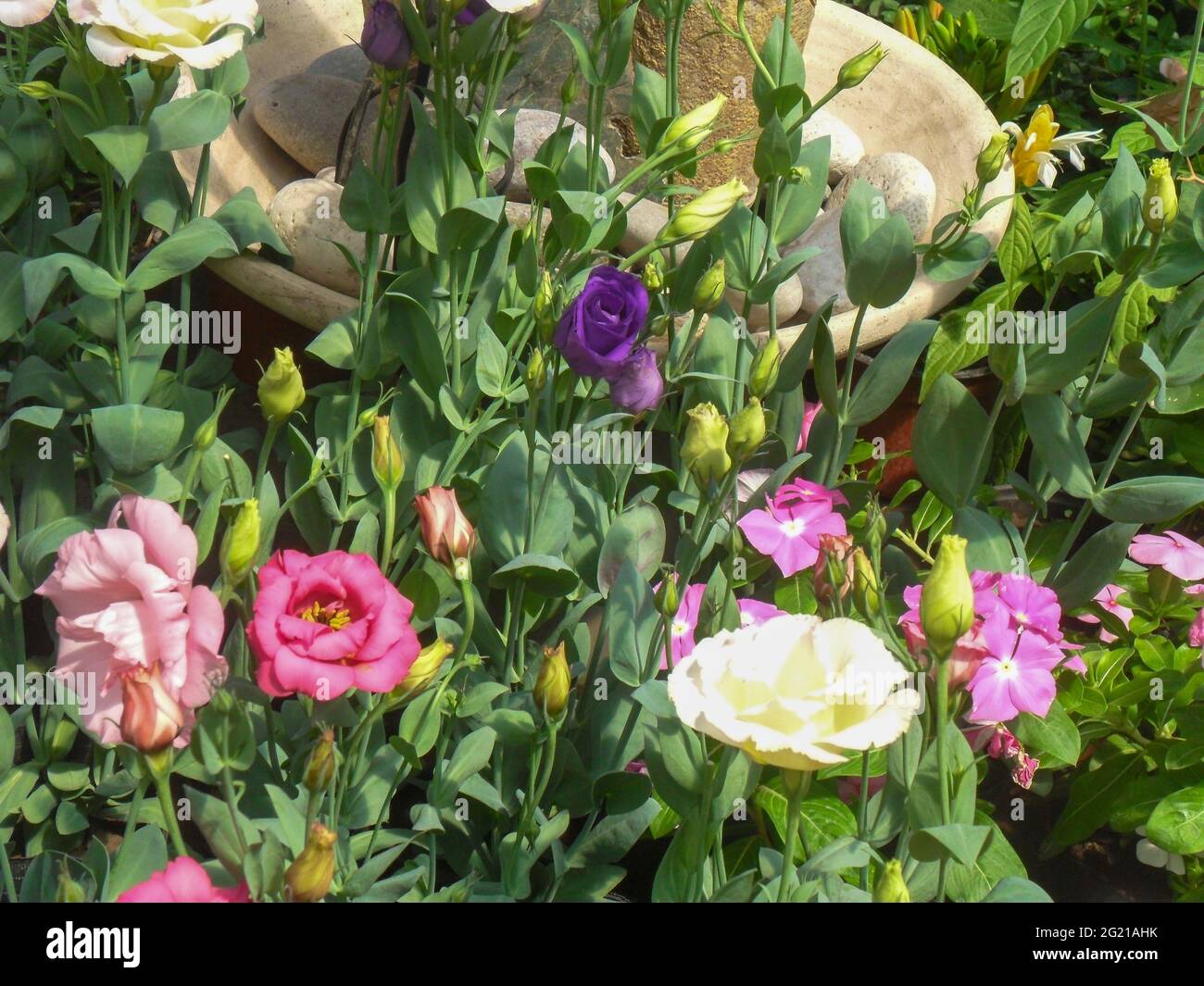 Eustoma, commonly known as lisianthus or prairie gentian flowers ...