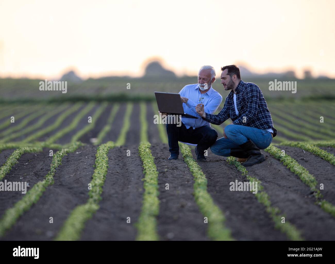 Two men crouching in soy field using computer. Farmer and businessman ...