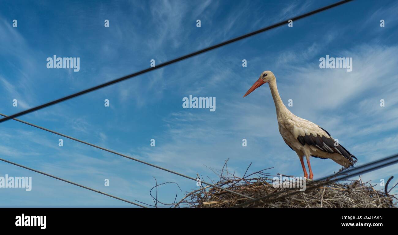 Storks in nest alsace hi-res stock photography and images - Alamy