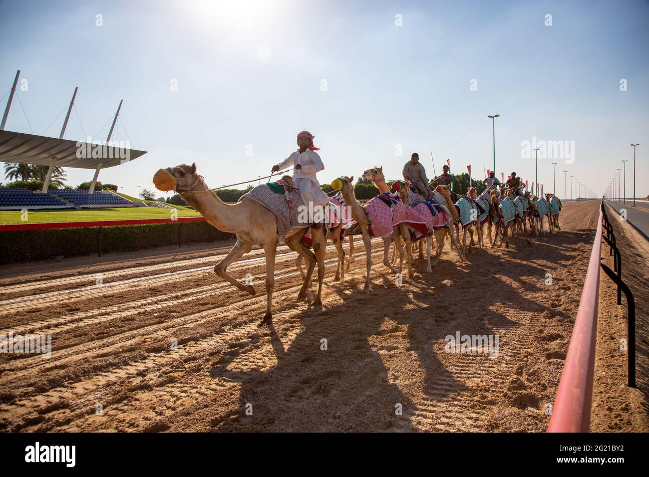 Young camels are being trained at the Dubai Camel Race track, Dubai ...