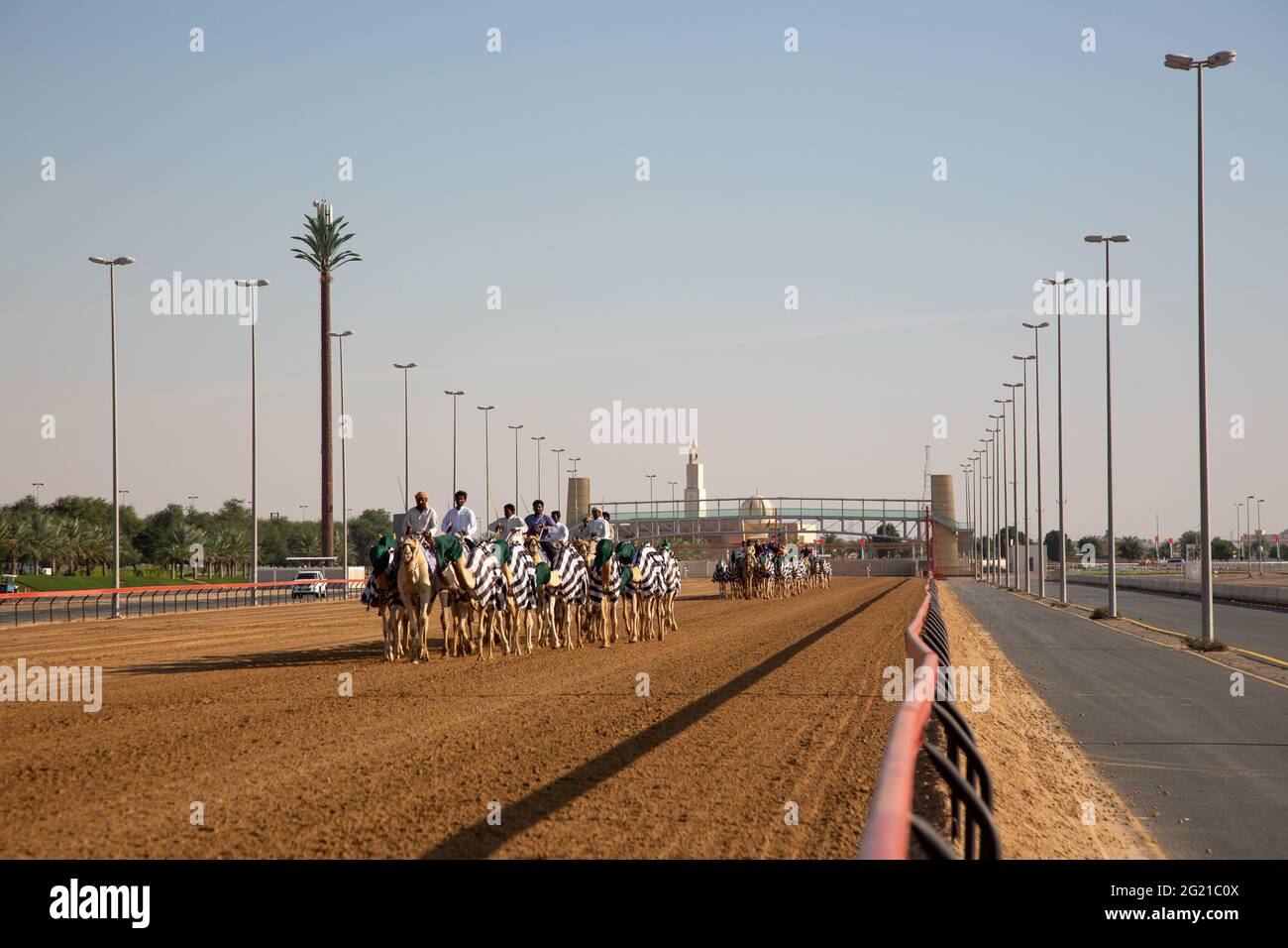 Young camel training at the Dubai Camel Race track, Dubai, UAE Stock ...