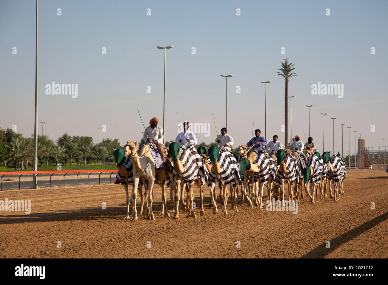 Young camel training at the Dubai Camel Race track, Dubai, UAE Stock ...