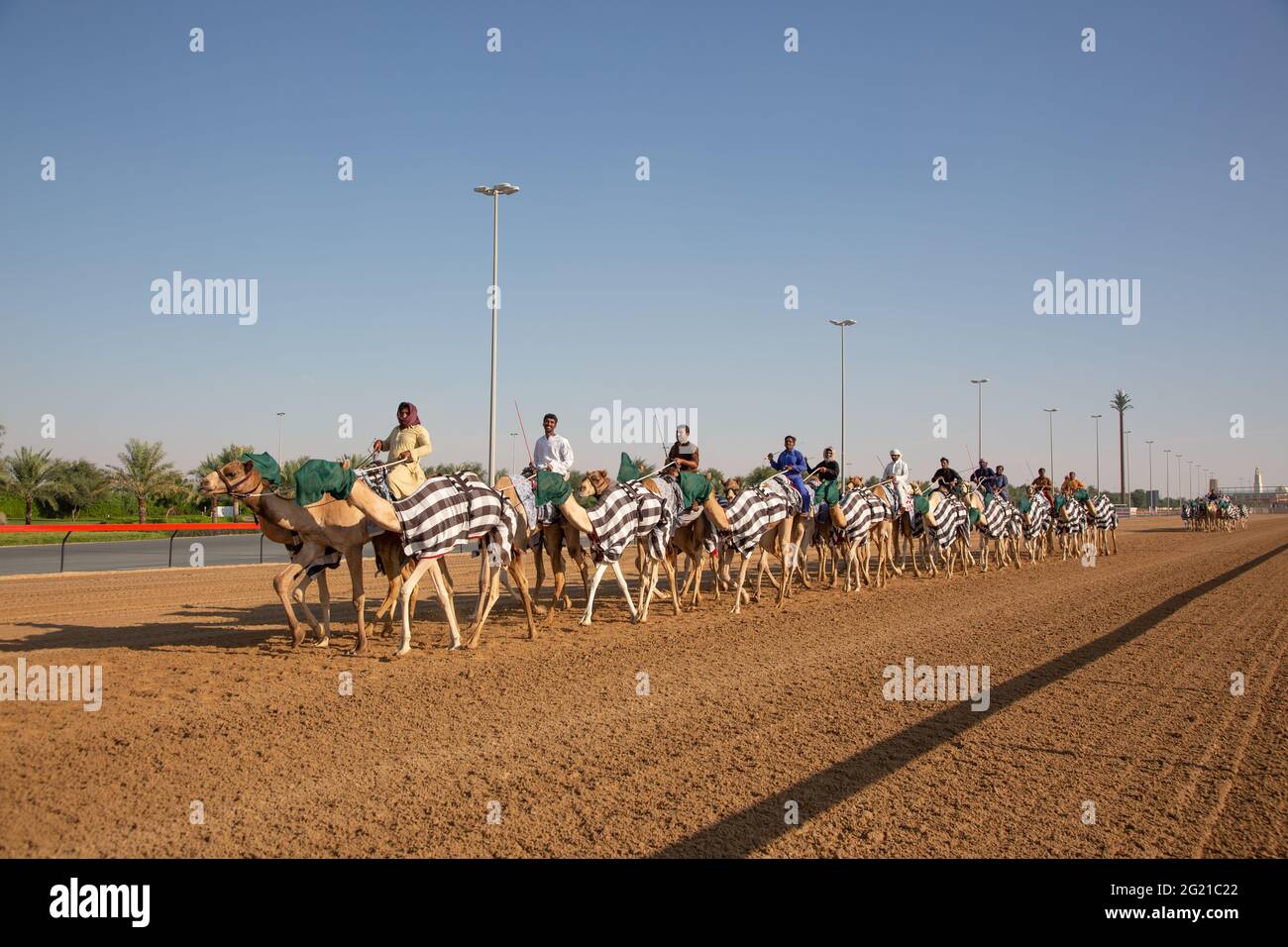 Young camel training at the Dubai Camel Race track, Dubai, UAE Stock ...