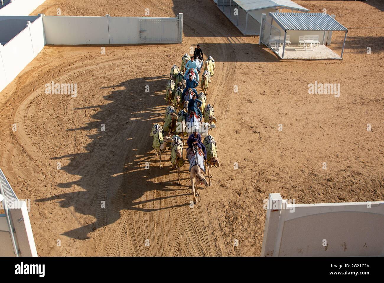 Young camel training at the Dubai Camel Race track, Dubai, UAE Stock ...