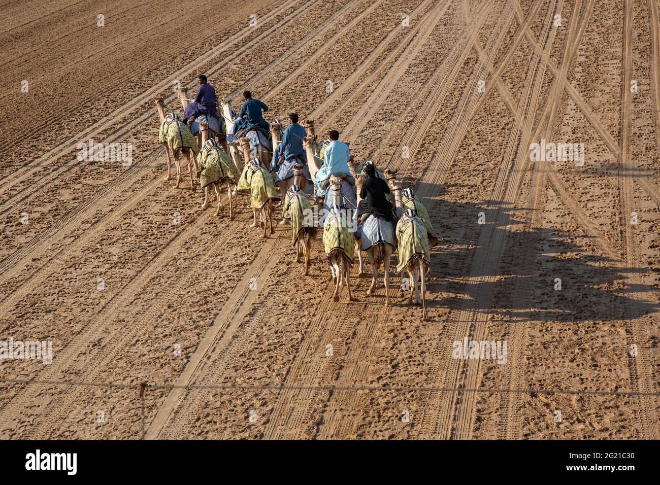 Young camel training at the Dubai Camel Race track, Dubai, UAE Stock ...