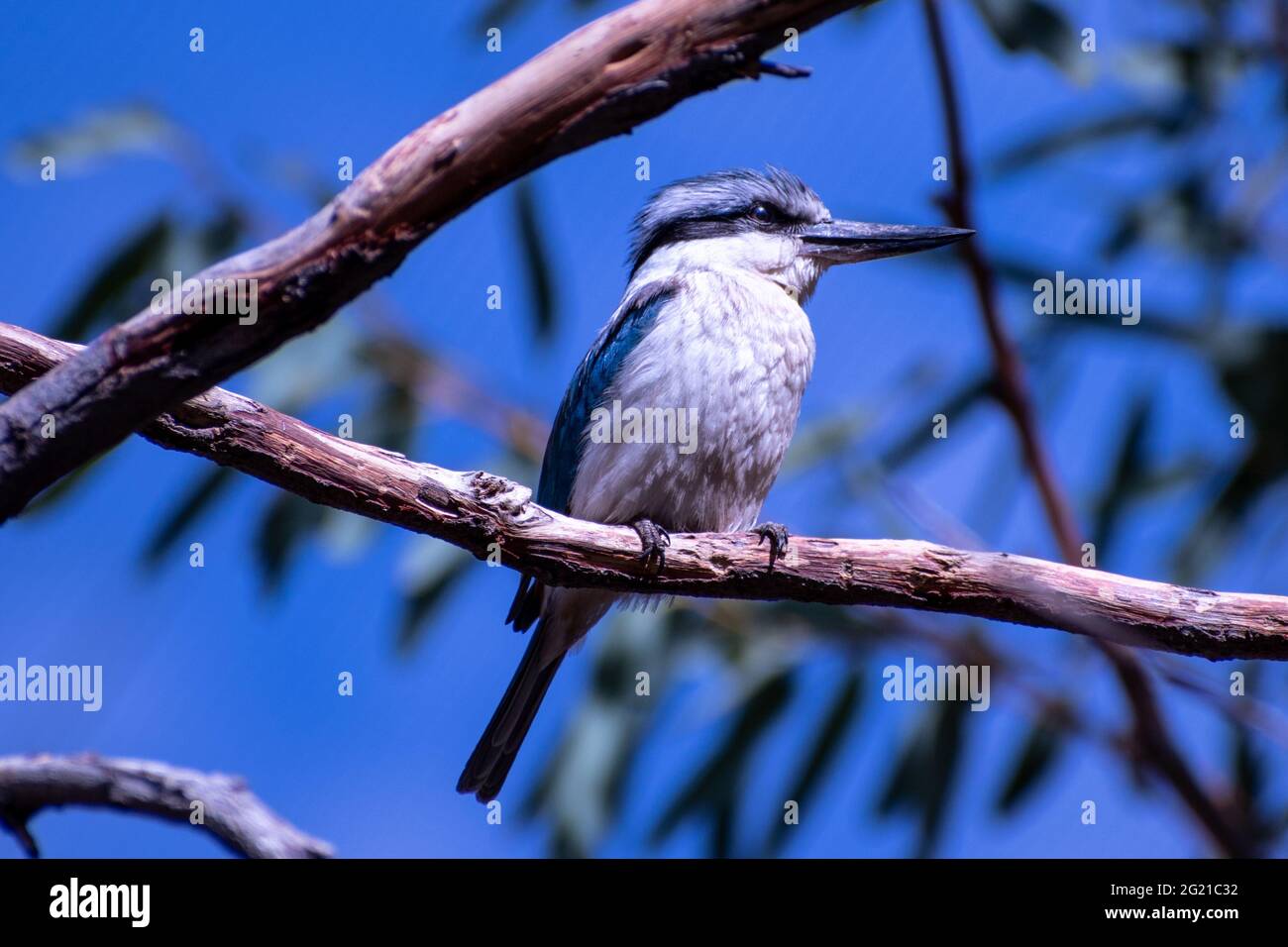 Alice springs animals hi-res stock photography and images - Alamy
