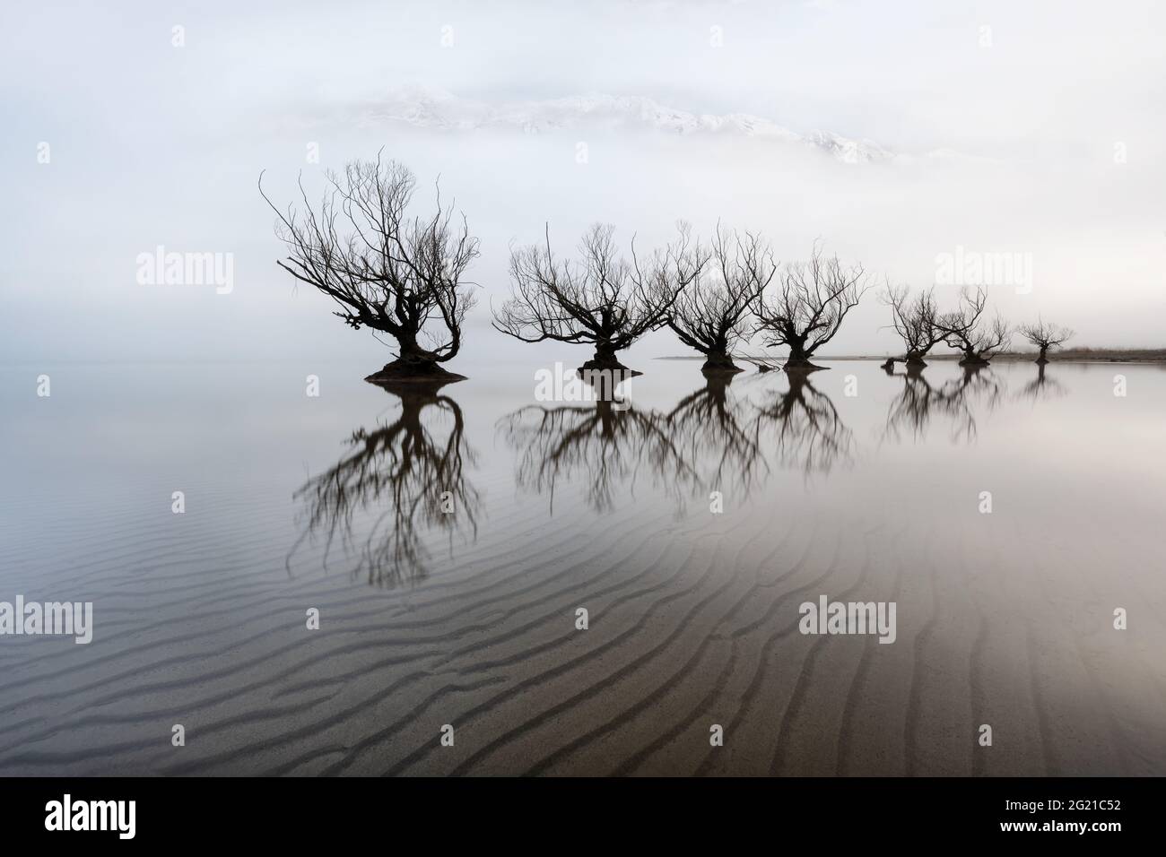Glenorchy tree line in fog Stock Photo - Alamy