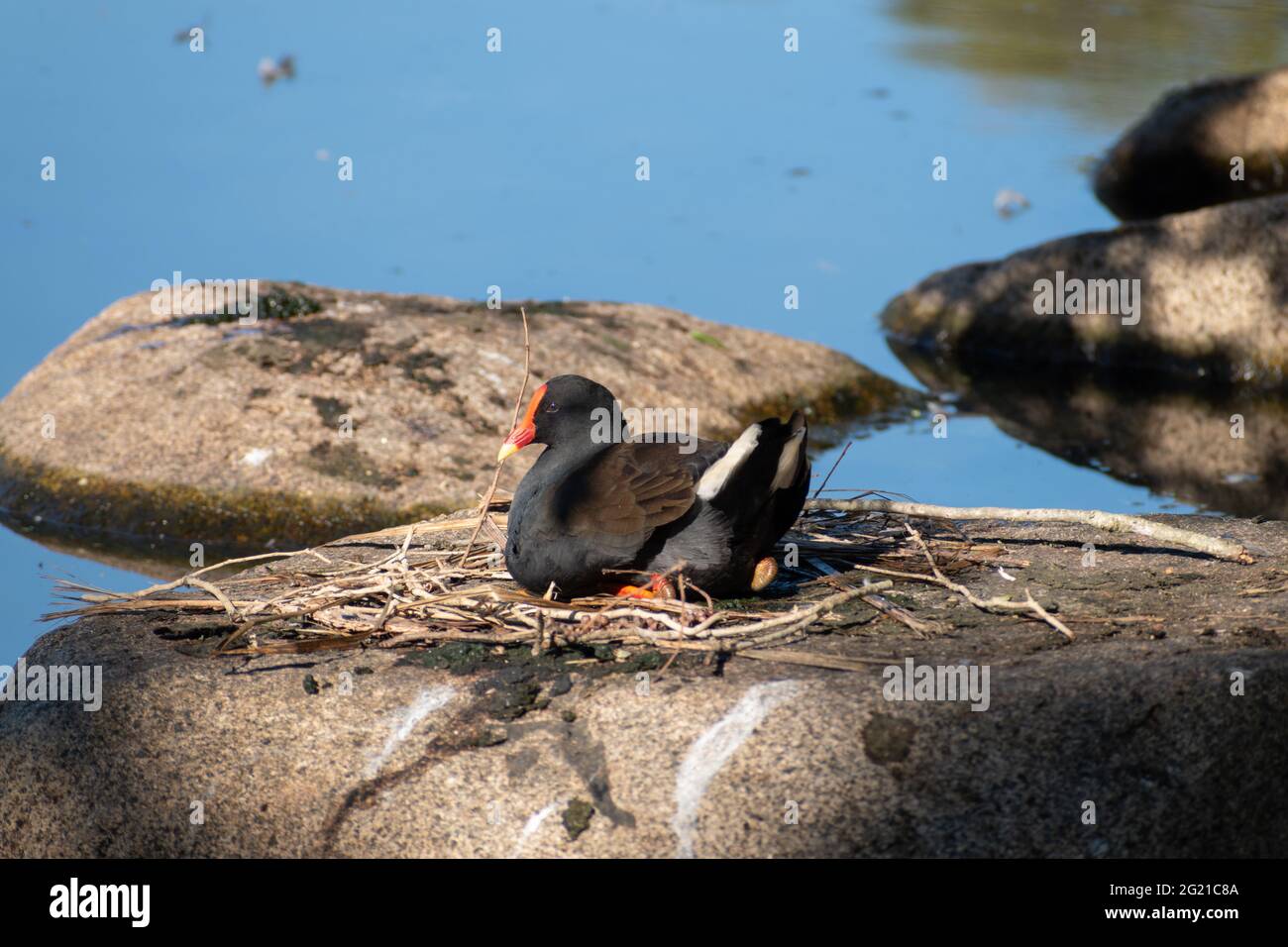 Dusky Moorhen (Gallinula tenebrosa) roosting on a rock next to a lake ...