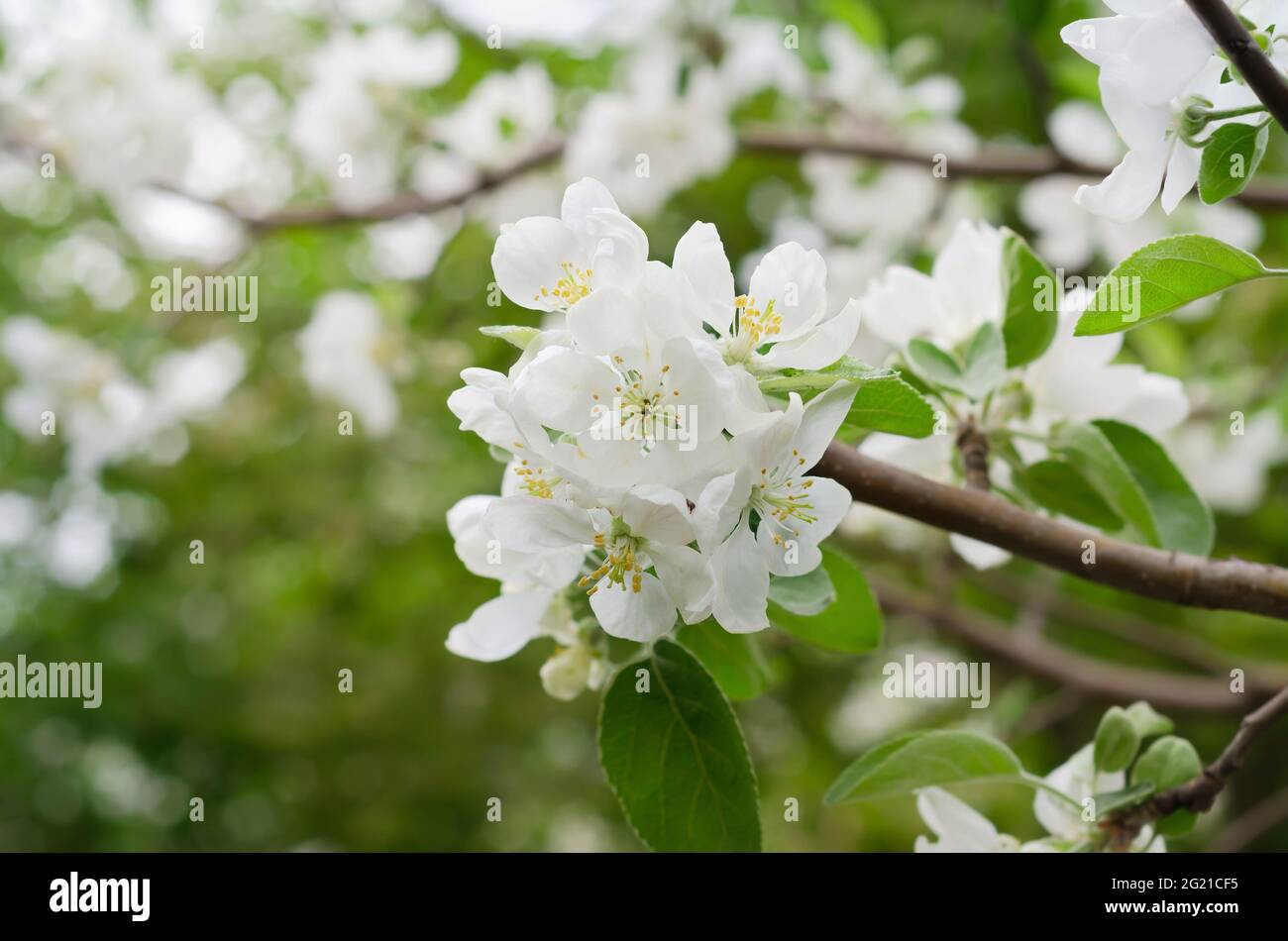 An inflorescence of a blooming apple tree on a defocused garden ...