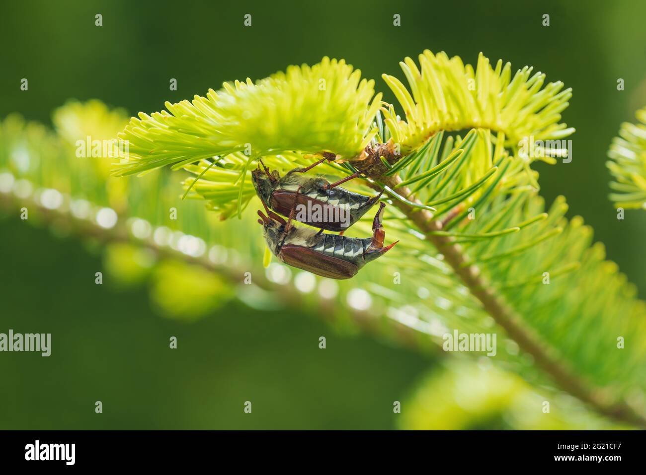 Mating cockchafers or may bugs on a sunny evergreen tree, these bugs ...