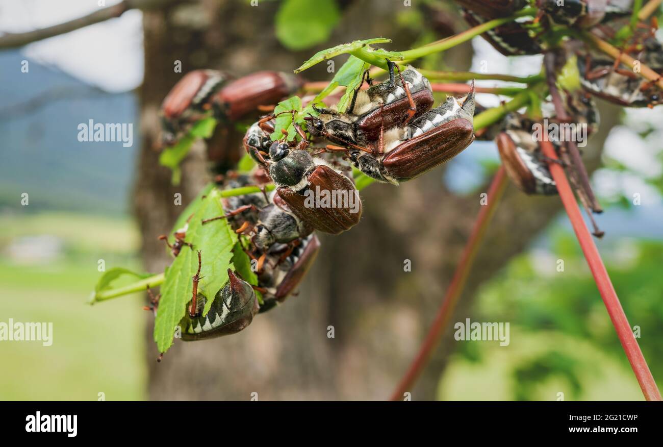 Apple Tree Pest High Resolution Stock Photography and Images - Alamy