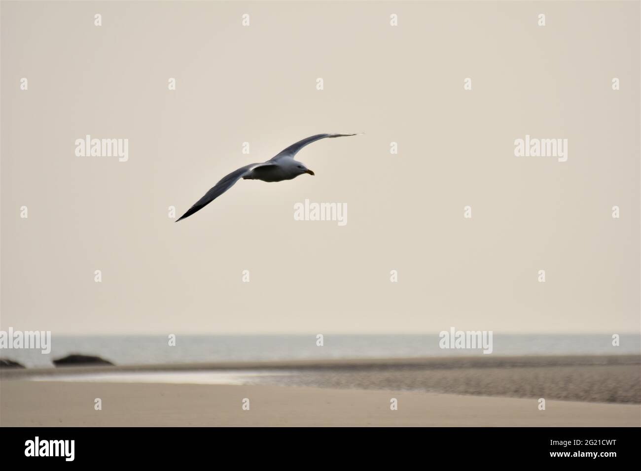 Seagull flying at the beach Stock Photo - Alamy