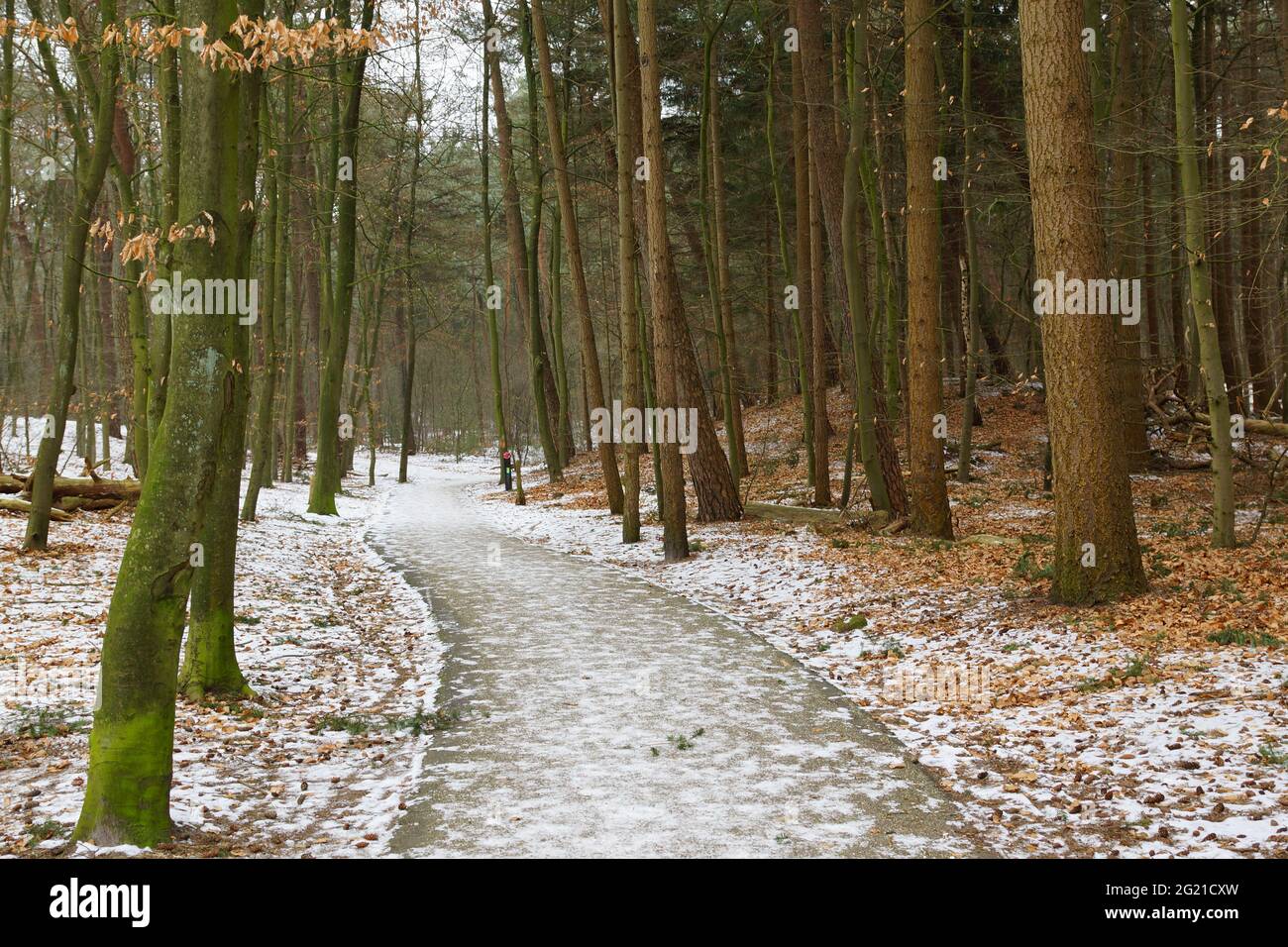 Pathway through the woods hi-res stock photography and images - Alamy
