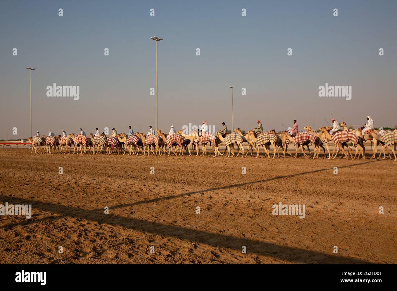 Trained Camel High Resolution Stock Photography and Images - Alamy