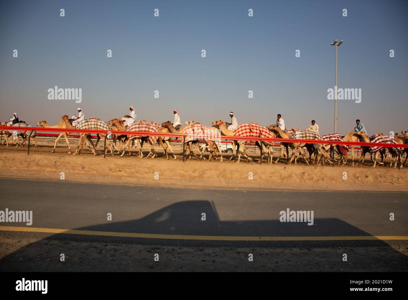 Camel racing in uae hi-res stock photography and images - Alamy