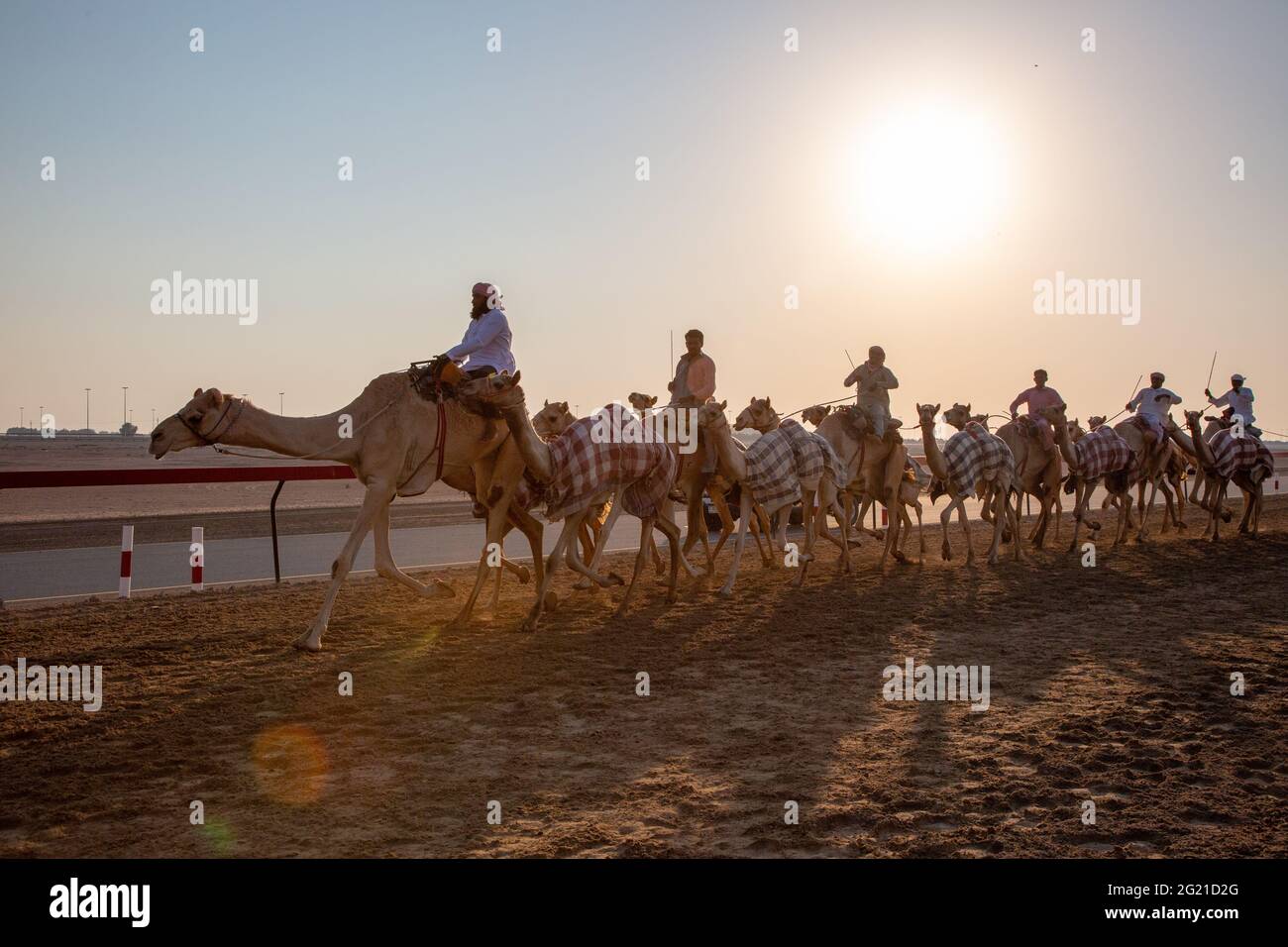 Camel training at AL Marmoom Camel Race track, Dubai, UAE Stock Photo ...