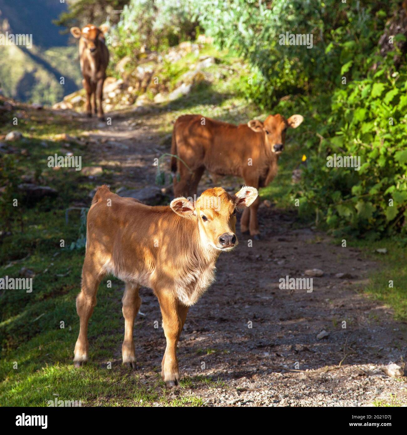 little calves on track. brown colored, mammals, animals, cow in latin ...
