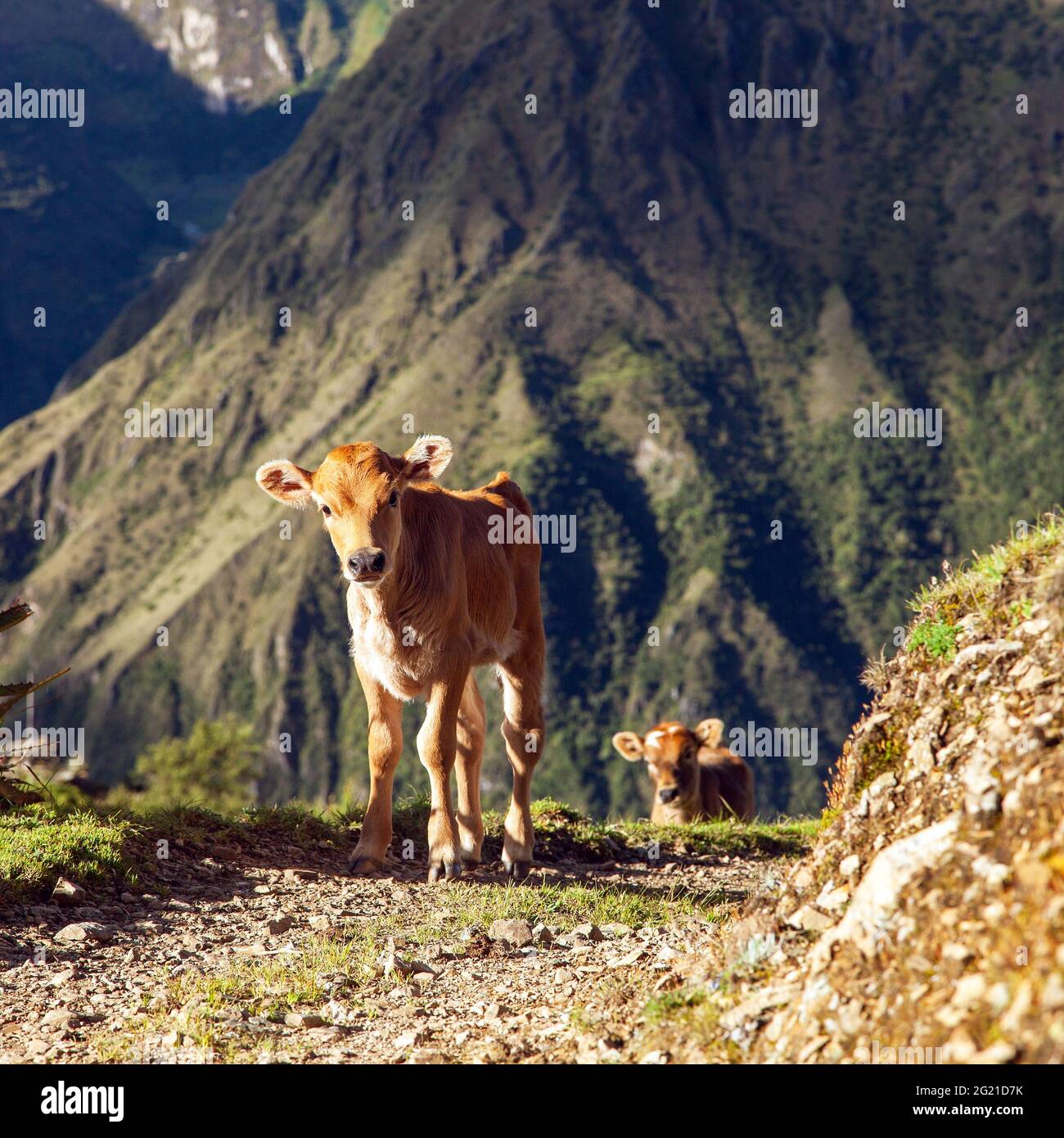 little calves on track. brown colored, mammals, animals, cow in latin ...