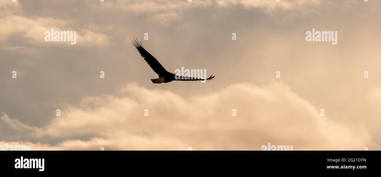 the American bald eagle (Haliaeetus leucocephalus) flying through the ...