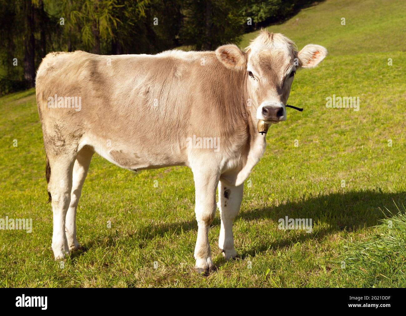 Bos taurus primigenius hi-res stock photography and images - Alamy