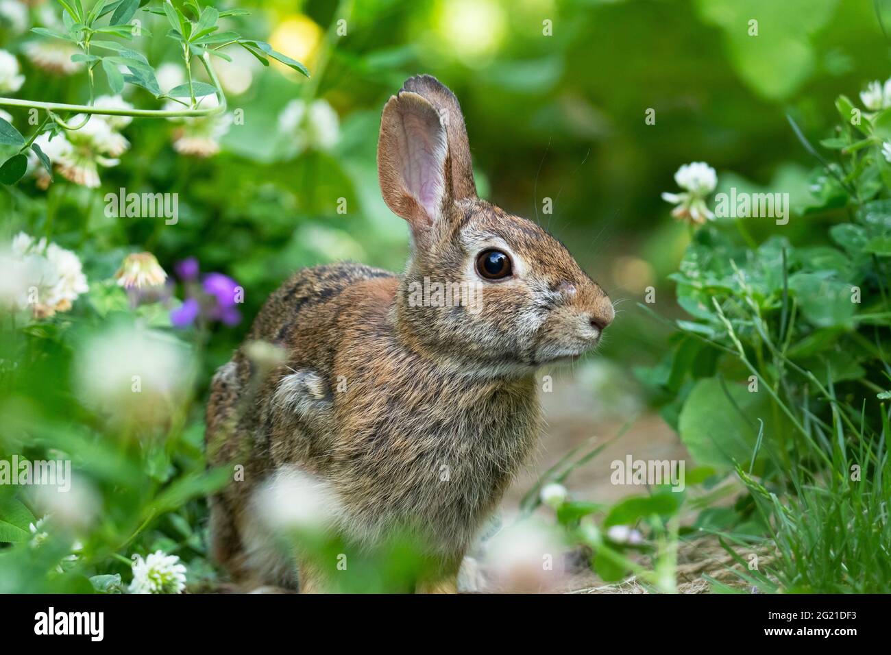 Cottontail Rabbit High Resolution Stock Photography and Images - Alamy