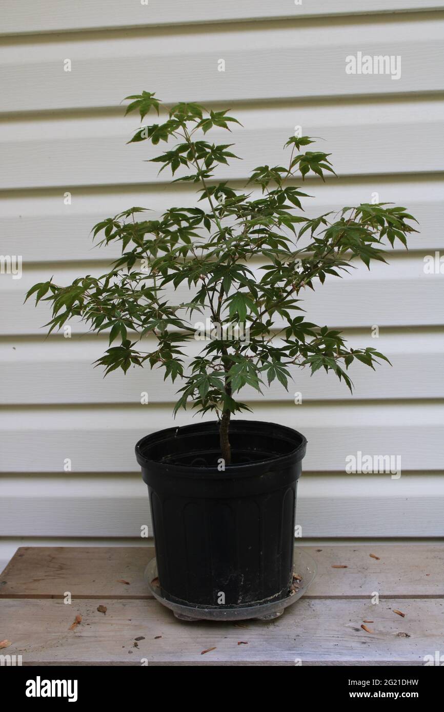 Small red tree in pot hi-res stock photography and images - Alamy