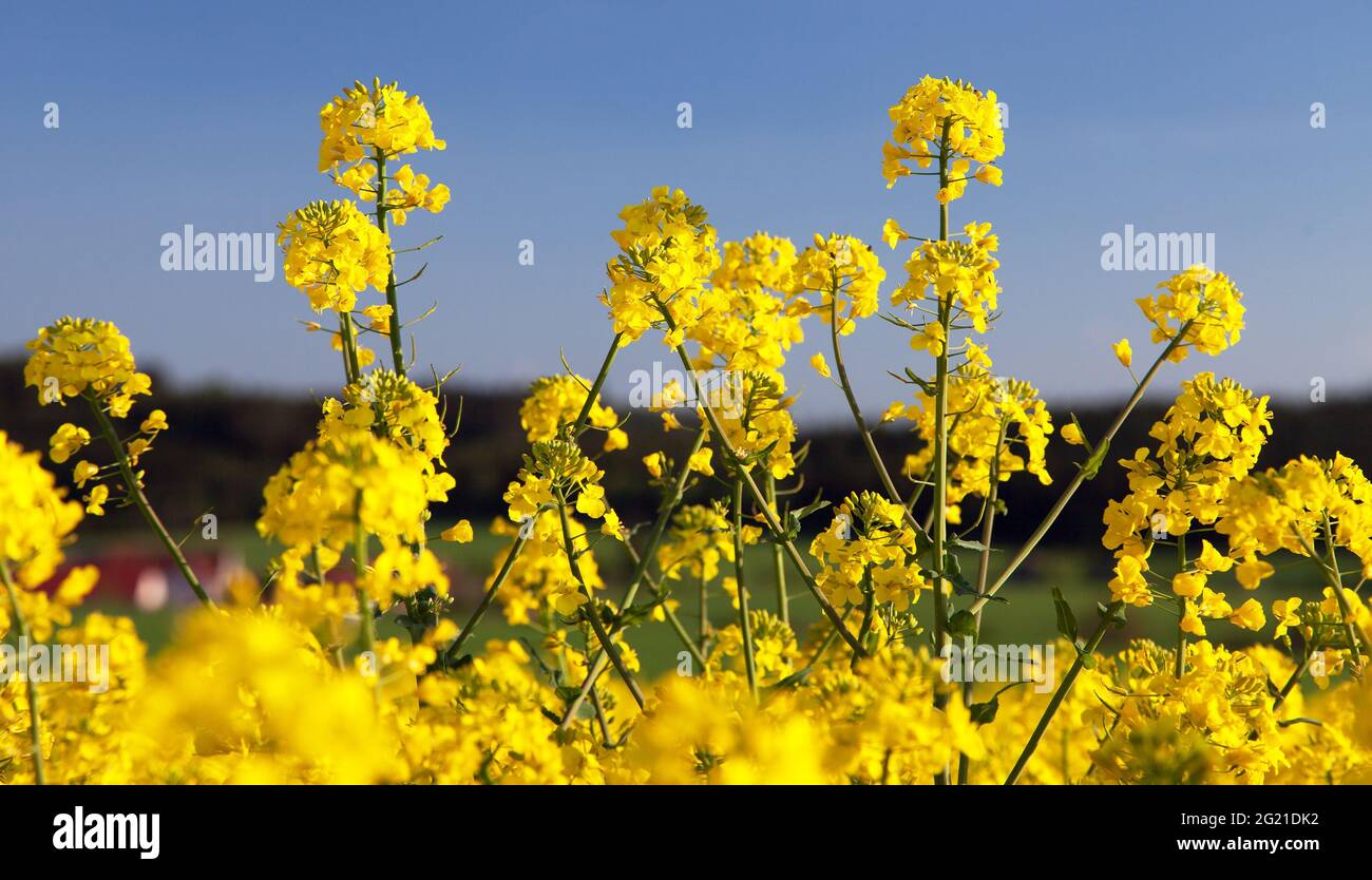 detail of flowering rapeseed canola or colza in latin Brassica Napus ...