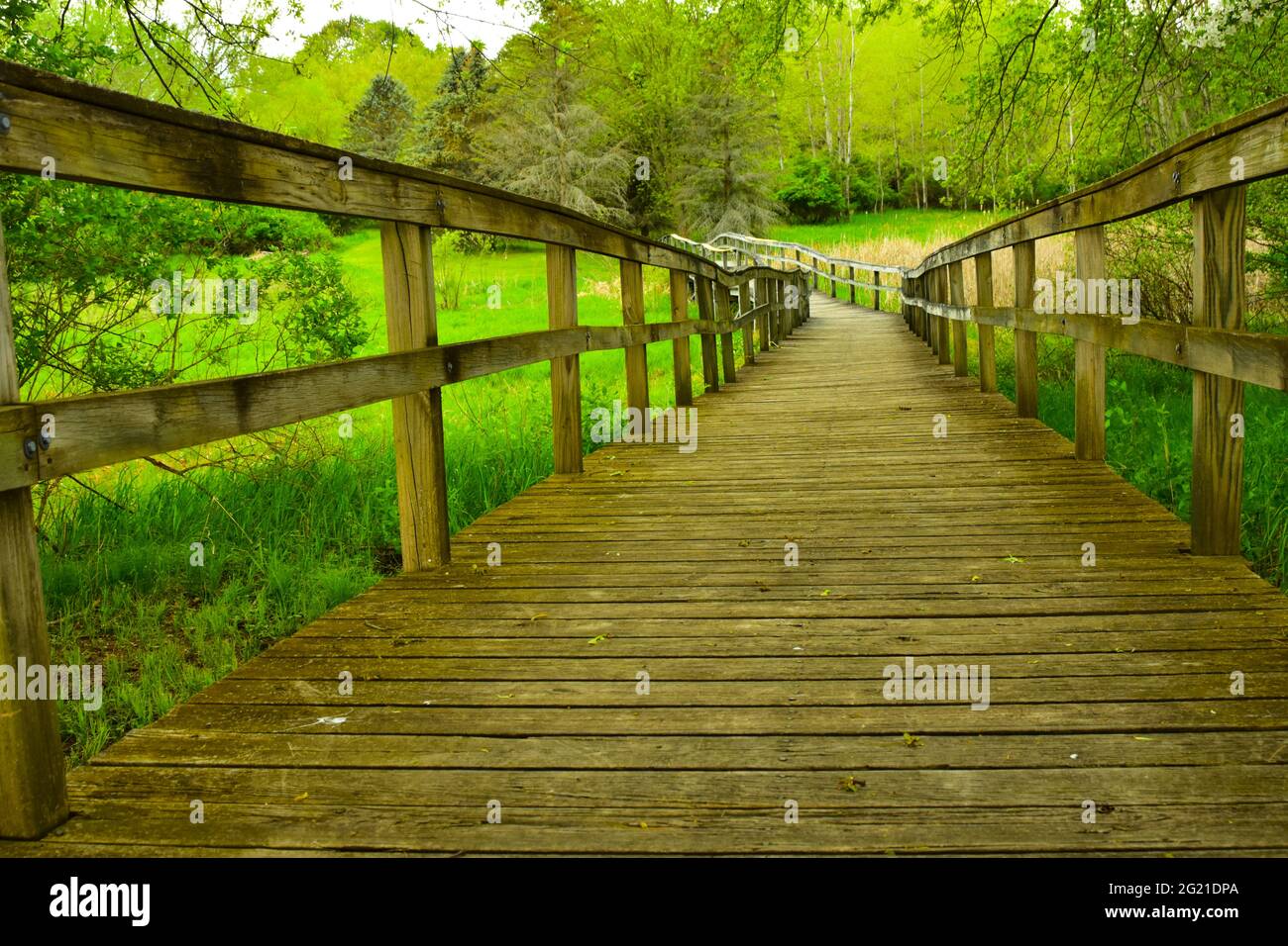 Wooden footbridge over marshy area creates a refreshing peaceful walk ...