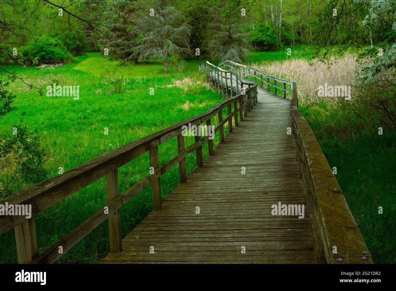Wooden footbridge over marshy area creates a refreshing peaceful walk ...