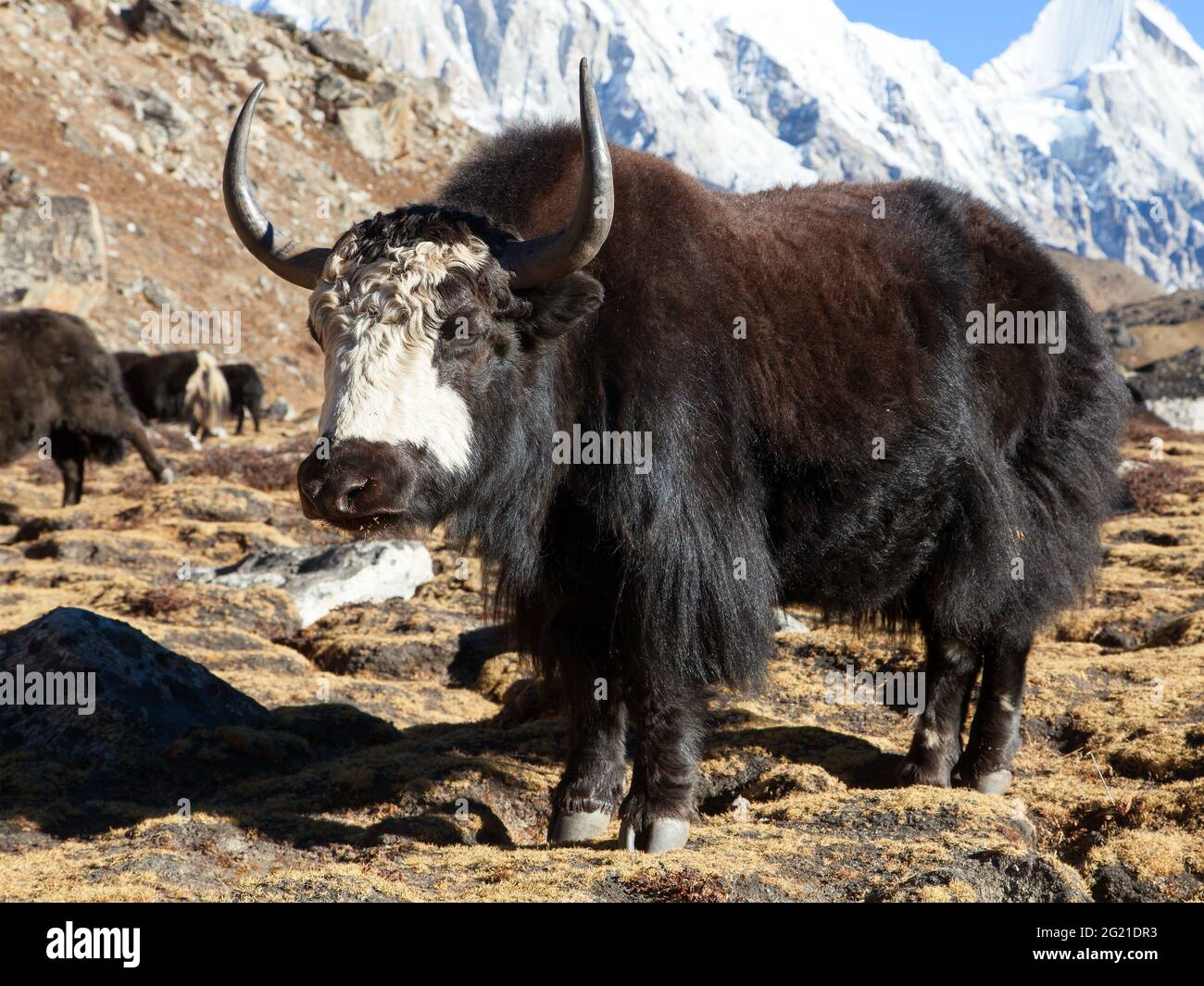 Himalayan animal hi-res stock photography and images - Alamy