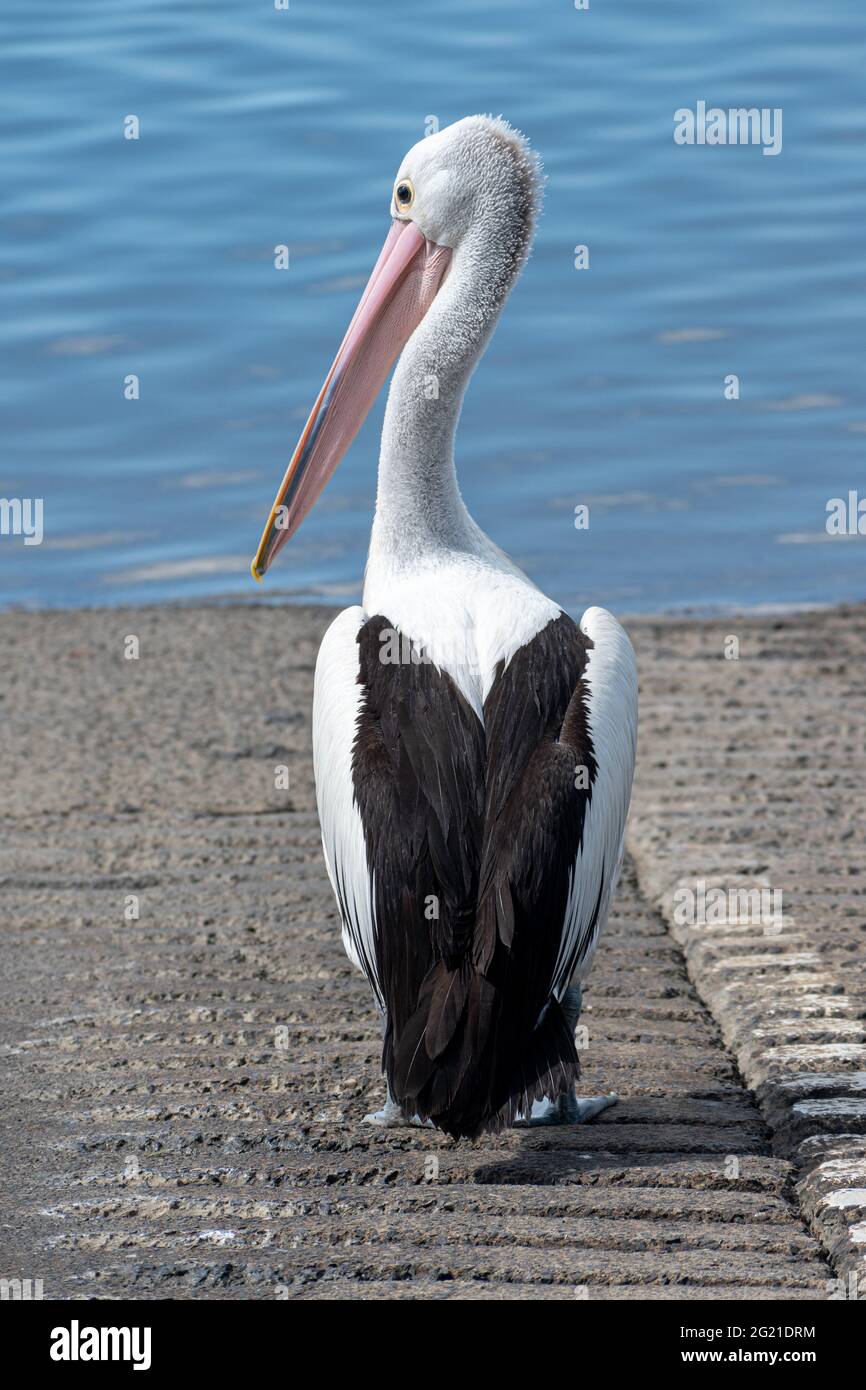 Rear view of an Australian Pelican (Pelecanus conspicillatus) with head ...