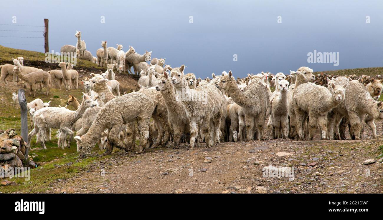 Llama herd hi-res stock photography and images - Alamy