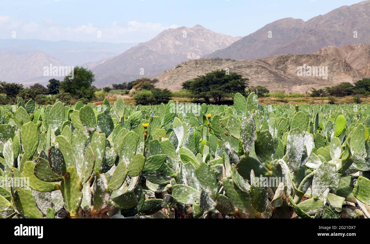 Prickly Pear Cactus or Opuntia field near Nasca town in Peru, opuncia ...