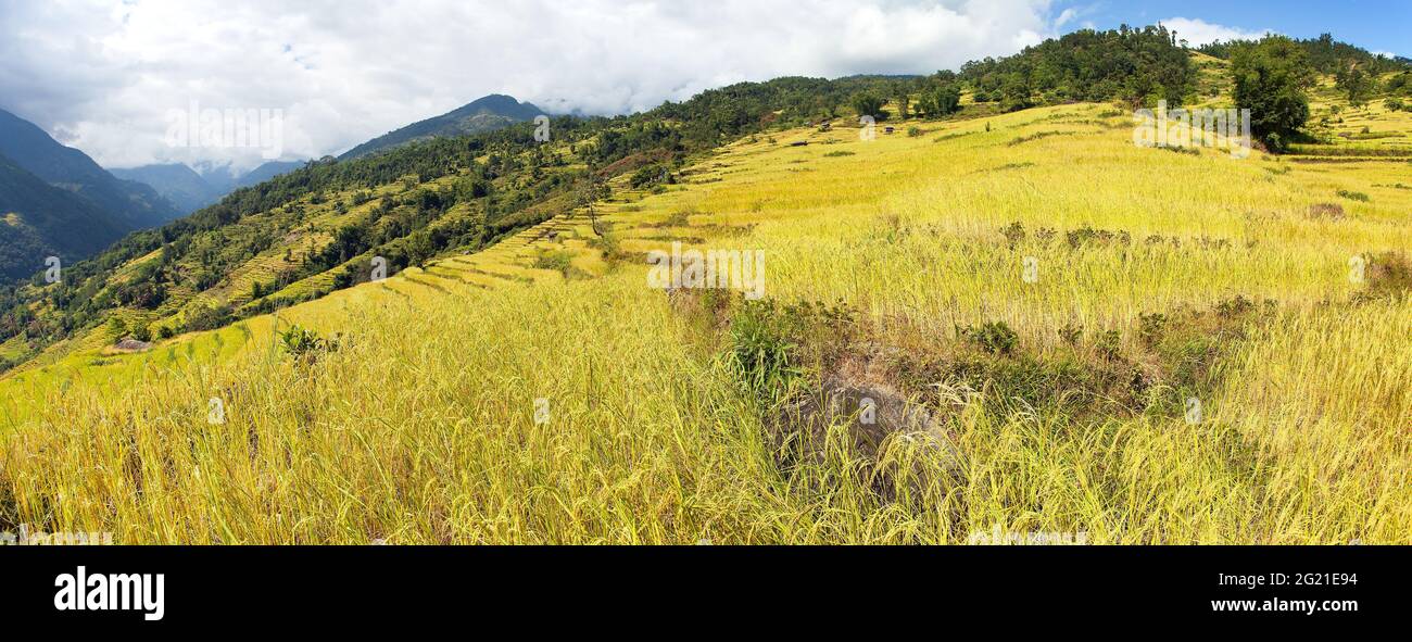 golden terraced rice or paddy fields in Nepal Himalayas mountains Stock ...