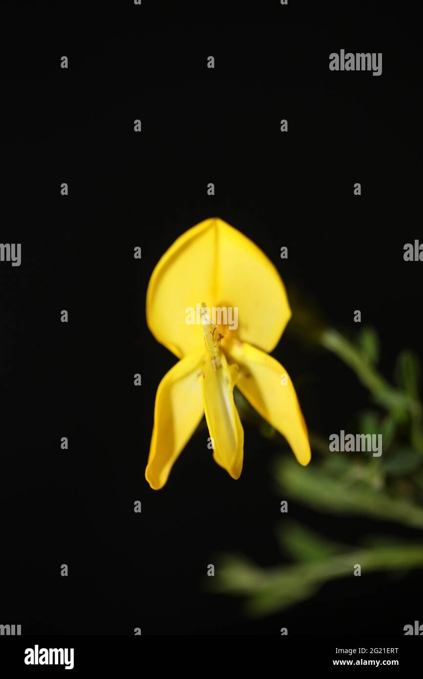 Yellow flower blossom close up spartium jenceum family leguminosae ...