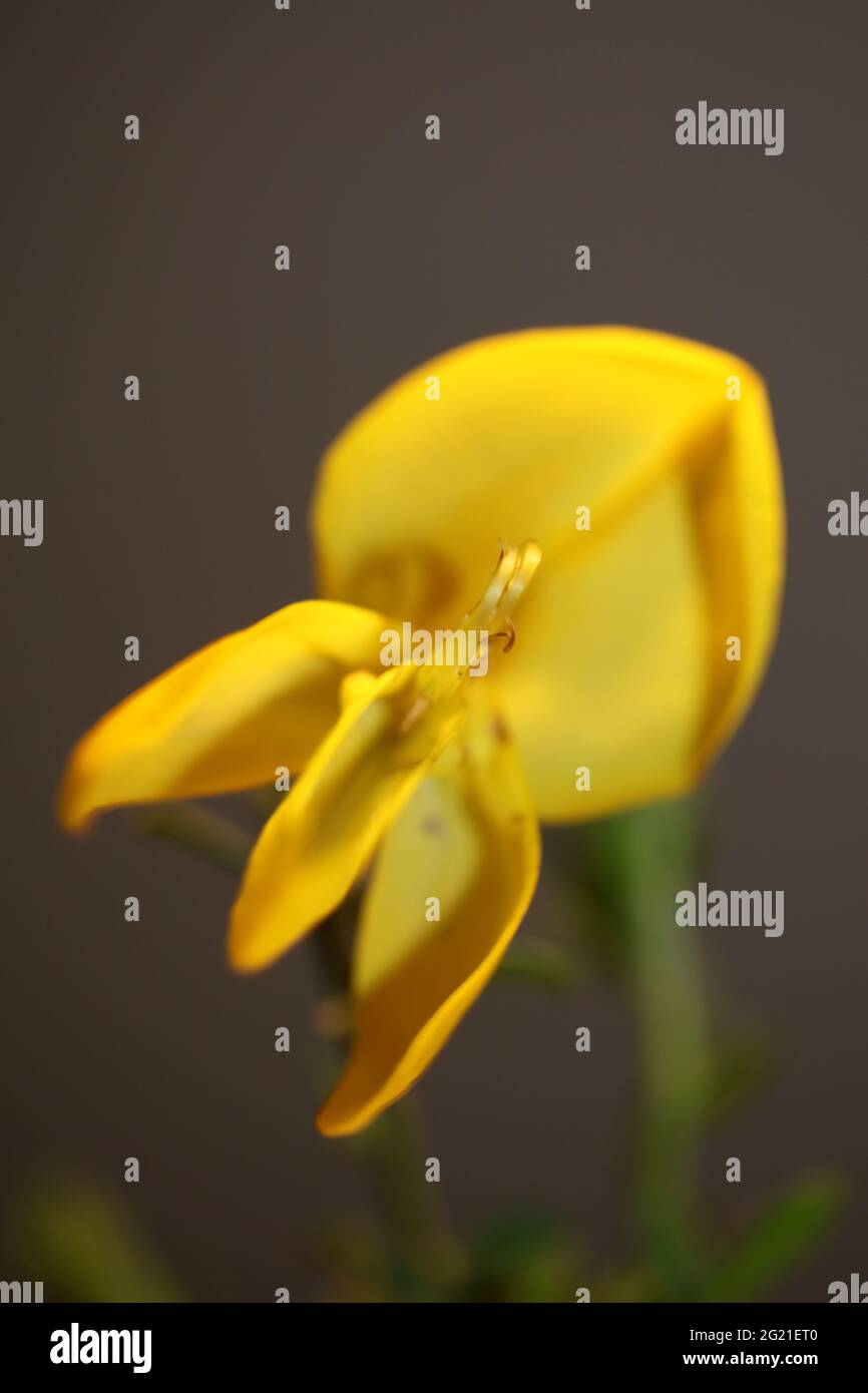 Yellow flower blossom close up spartium jenceum family leguminosae ...