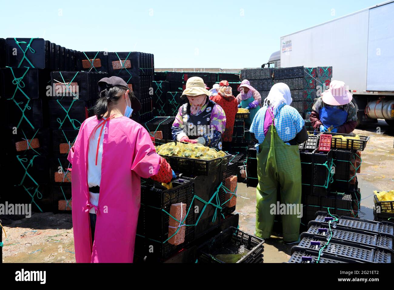 RONGCHENG, CHINA - JUNE 4, 2021 - Fishermen load cages of abalone ...