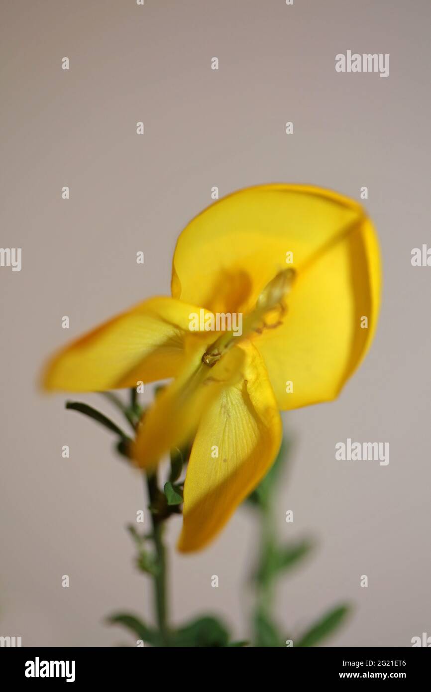 Yellow flower blossom close up spartium jenceum family leguminosae ...